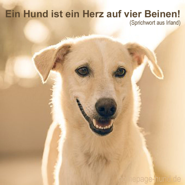 Hundesprüche mit Bild kostenlos › HUNDEBLOG óÔÔò ʕ·͡ᴥ·ʔ óÔÔò