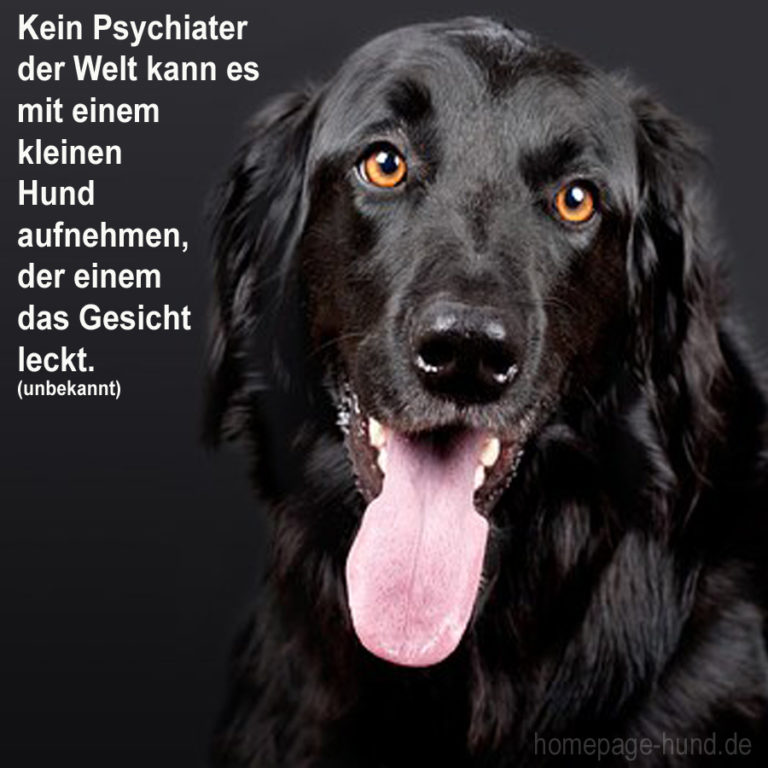 Hundesprüche mit Bild kostenlos › HUNDEBLOG óÔÔò ʕ·͡ᴥ·ʔ óÔÔò