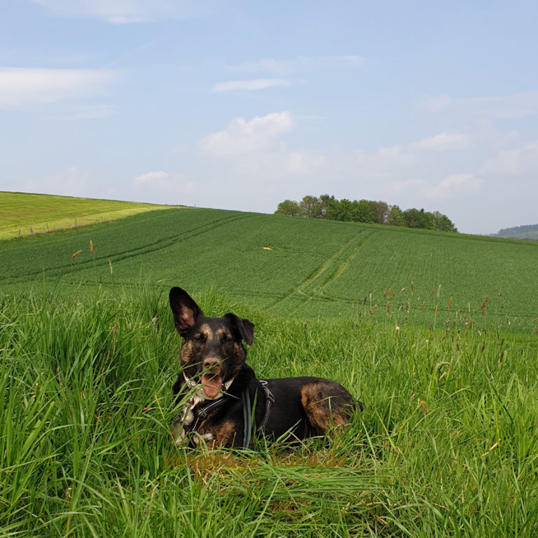 Windows Wallpaper Wiese › HUNDEBLOG