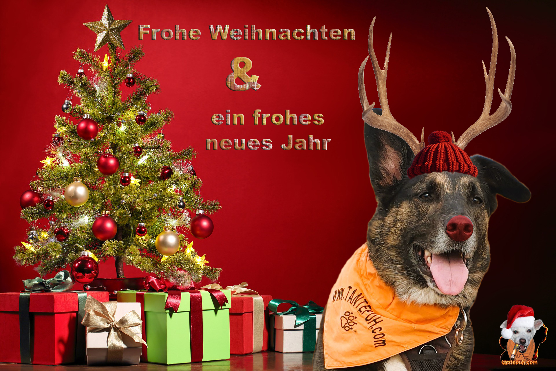 Frohe Weihnachten › HUNDEBLOG óÔÔò ʕ·͡ᴥ·ʔ óÔÔò