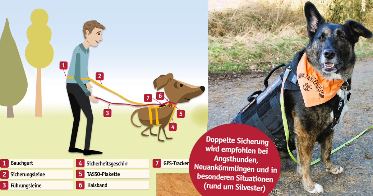 Doppelte Sicherung › HUNDEBLOG óÔÔò ʕ·͡ᴥ·ʔ óÔÔò