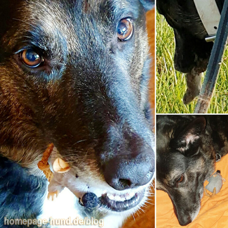 Schone Hund Fangt Maus Ebenbild